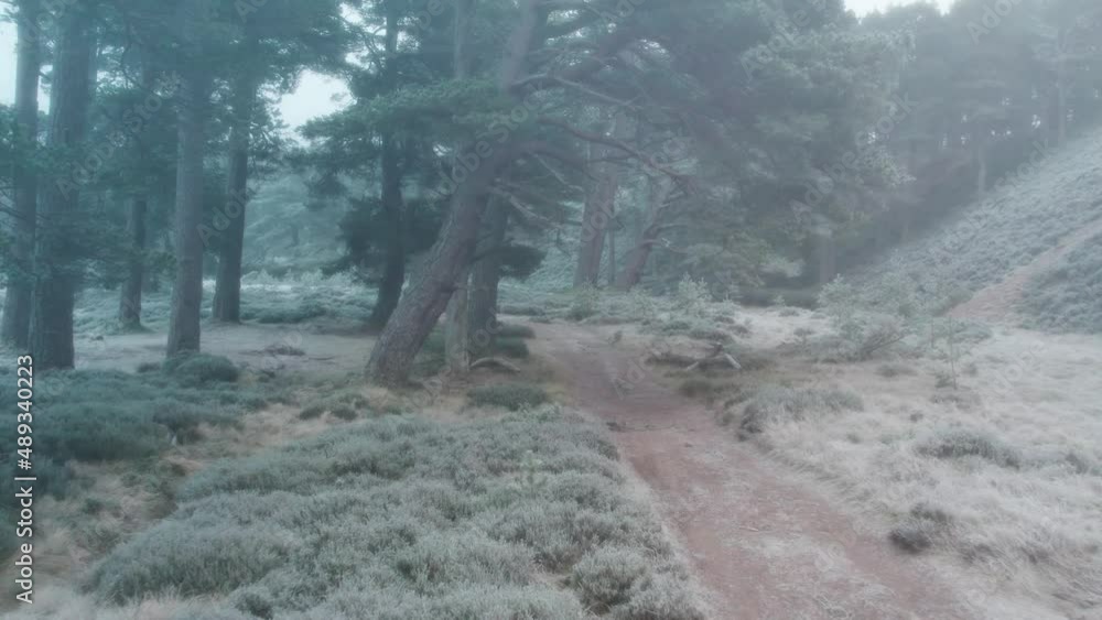 Vídeo do Stock: Cinematic drone footage flying along a path underneath ...