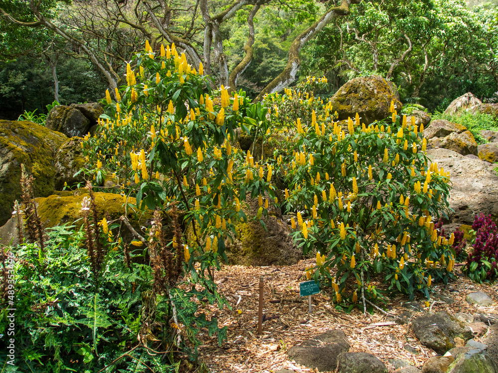 Pachystachys lutea flower, known as a Golden Shrimp Plant or Lollipop ...