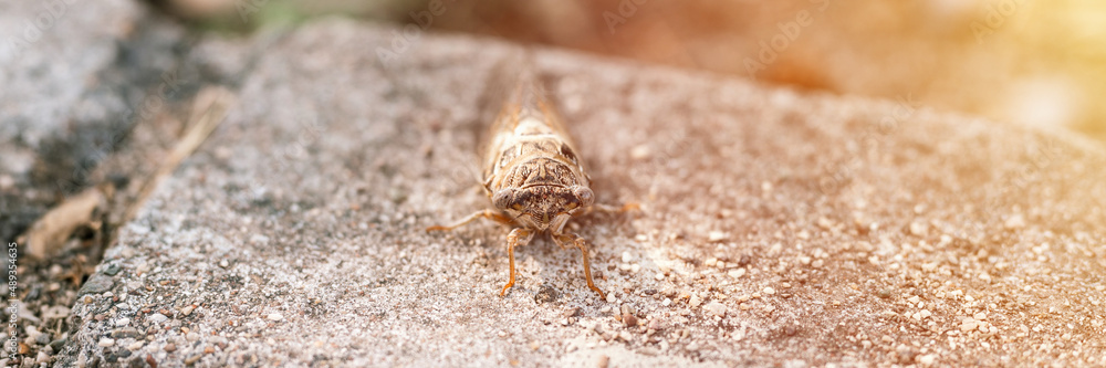 cicada cicadidae a black large flying chirping insect or bug or beetle ...