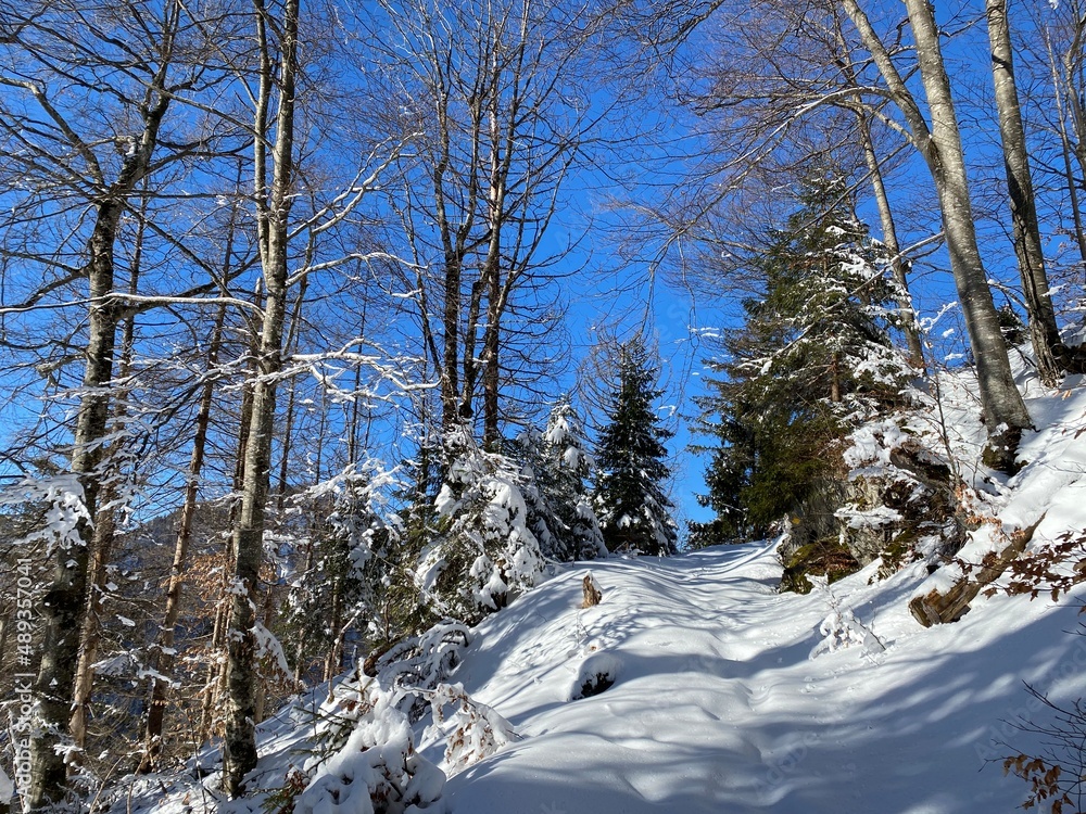 Alpine forest trails in a typical winter environment and under deep ...