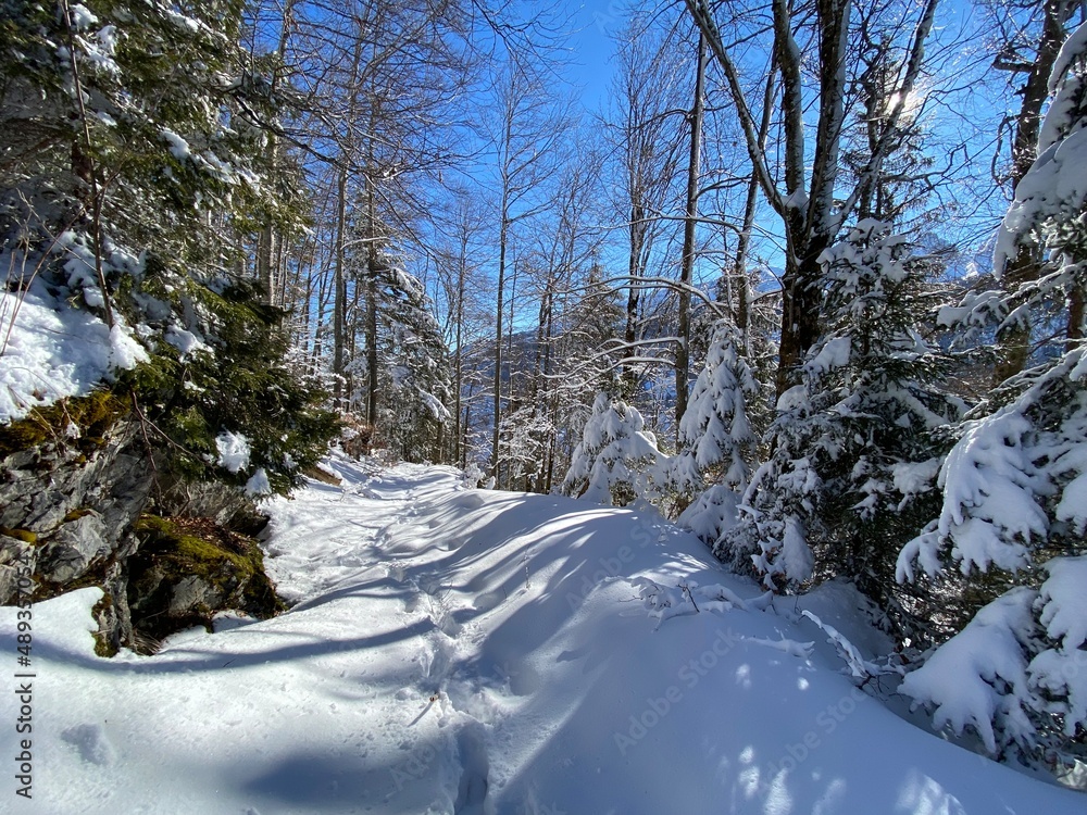 Alpine forest trails in a typical winter environment and under deep ...