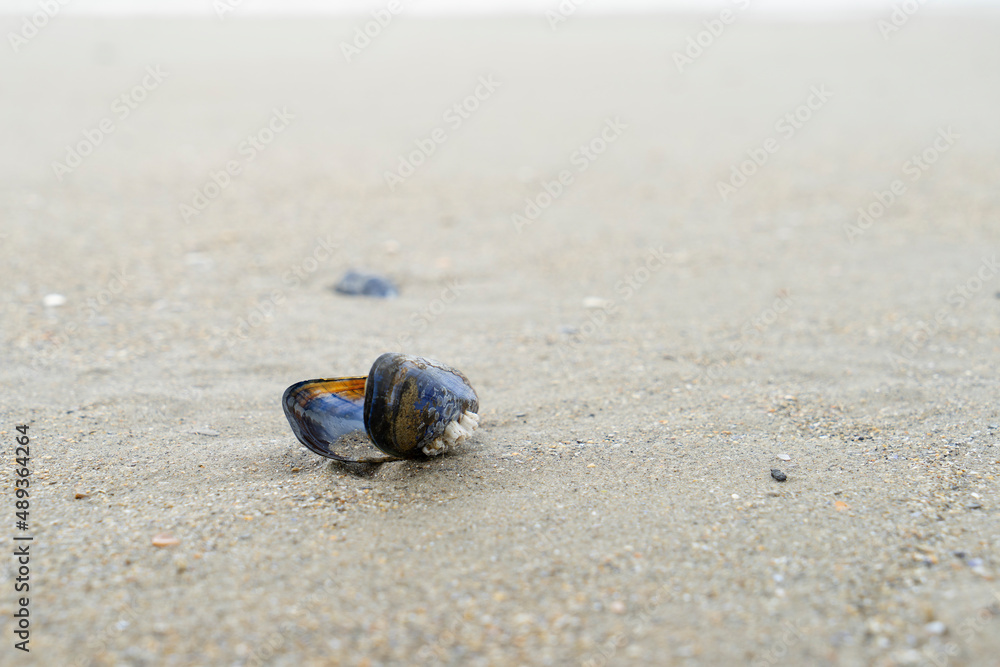 Sea mussel shell on a sandy beach seen from above with copy space room ...