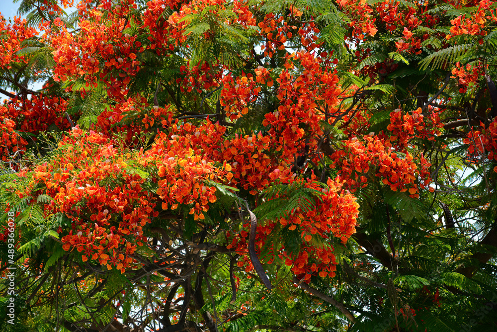 Delonix Regia, Flame Tree or Royal Poinciana in bloom. Stock Photo ...