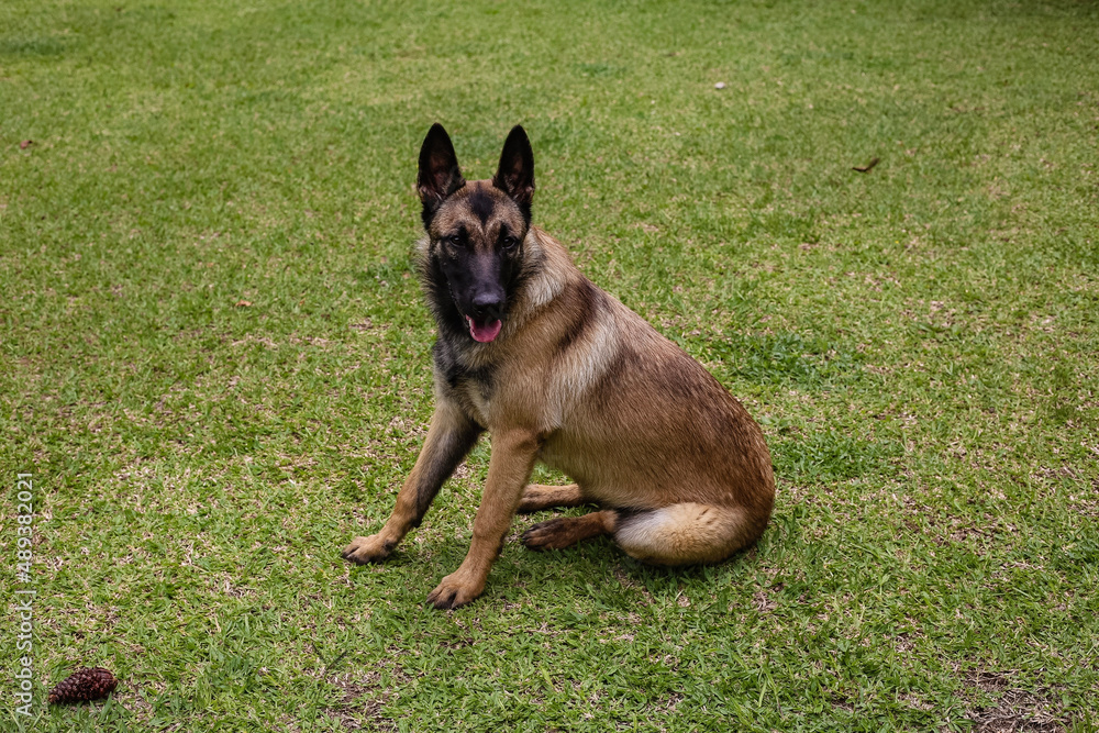 Pastor Belga Malinois Stock Photo | Adobe Stock