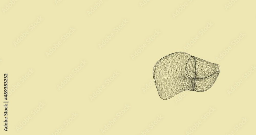 Liver 3D model rotating in loop over clean background. Science and ...