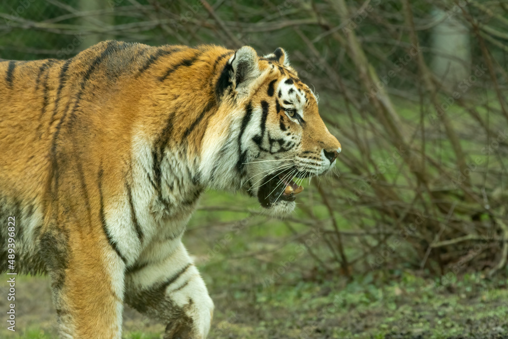 Siberian tiger or Amur tiger (Panthera tigris tigris) prowling around ...