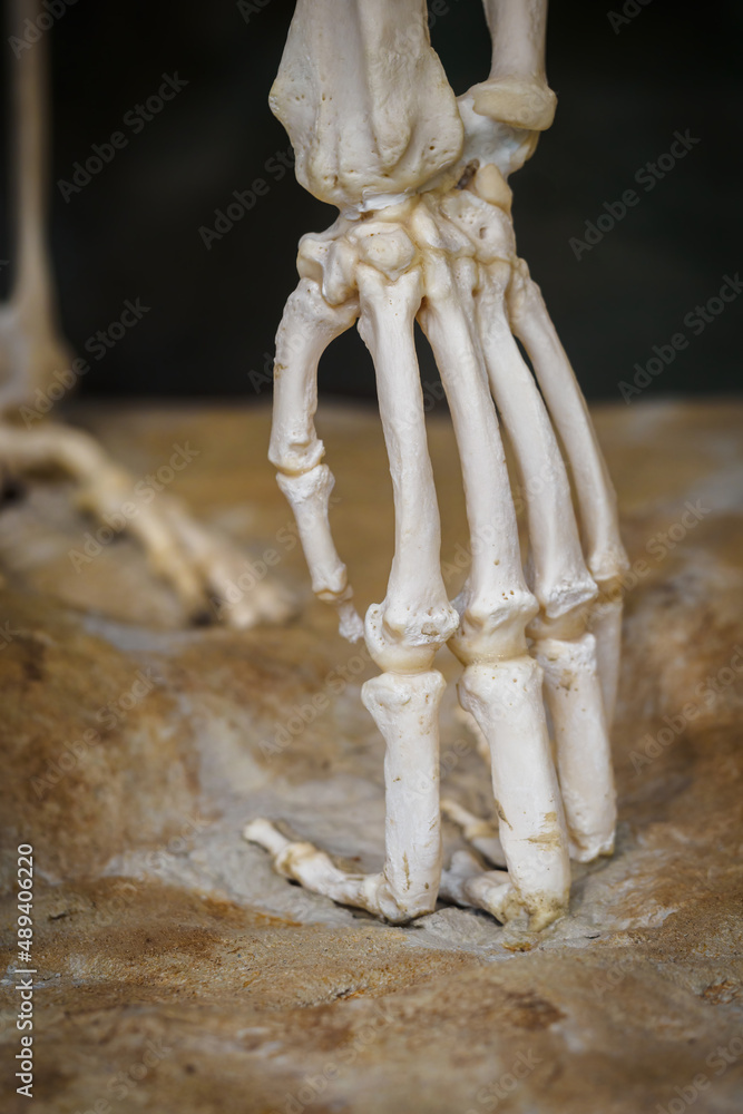 Upper Guinean chimpanzee hand skeleton. Stock Photo | Adobe Stock