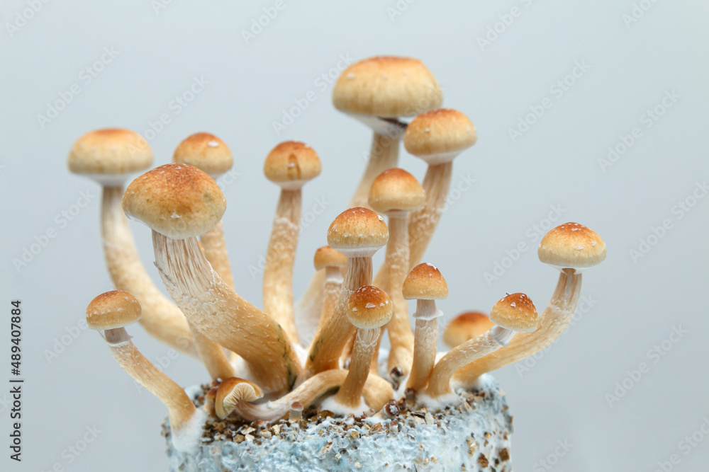Psilocybe Cubensis Grow