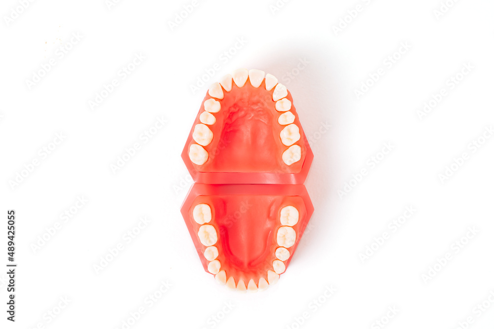 Top view model with white teeth. Jaw in dentistry. Clean denture, model ...