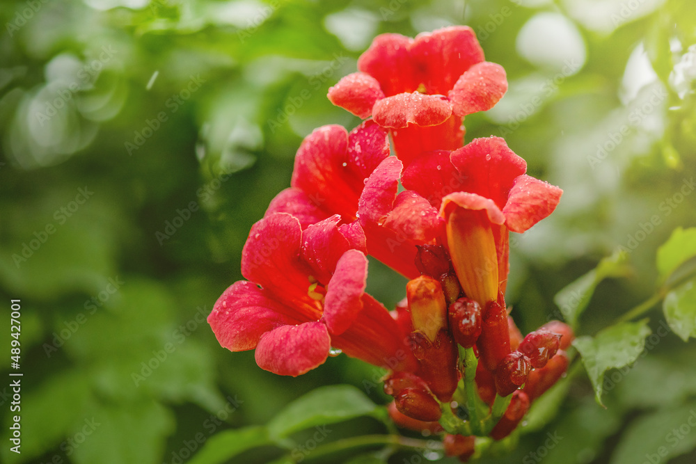 Beautiful red flowers of the trumpet vine or trumpet creeper Campsis ...
