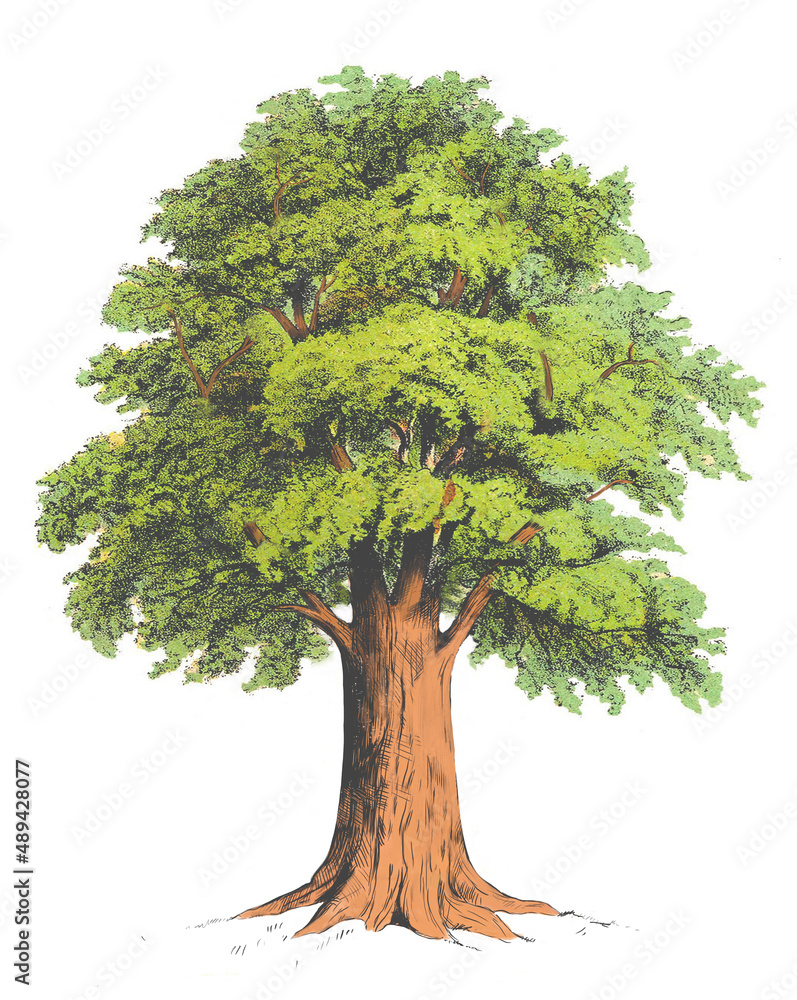 Family Tree. Genealogical Tree template vintage drawing illustration ...