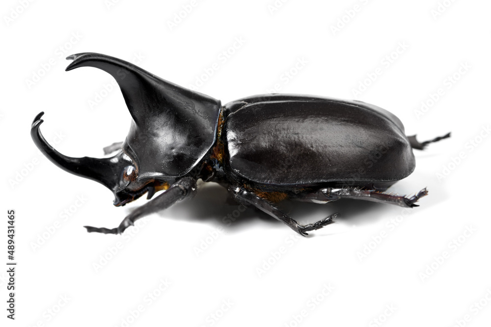 The toughest beetle around. Closeup side view of a rhinoceros beetle ...