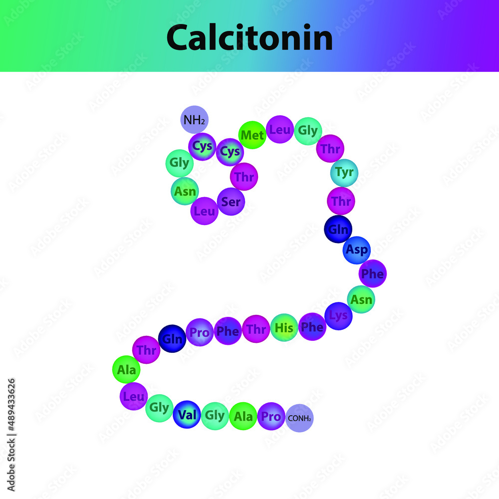 Calcitonin hormone peptide primary structure. Biomolecule schematic ...
