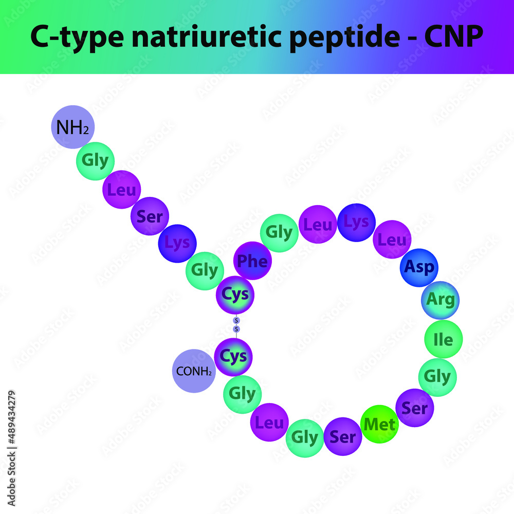 CNP C type natriuretic peptide hormone peptide primary structure ...