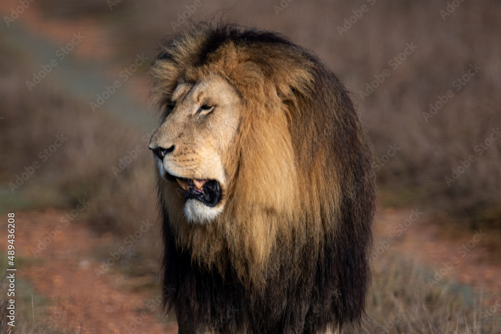 an African lion with a large mane Stock Photo | Adobe Stock