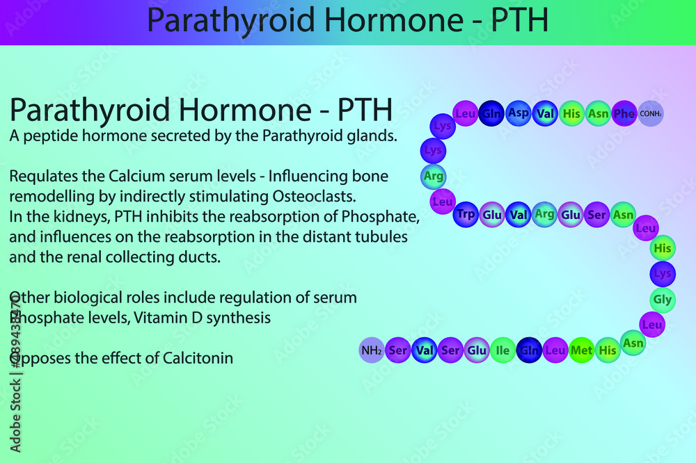 PTH Parathyroid hormone hormone peptide structure and infographic with ...