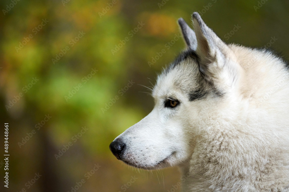 Siberian Husky portrait close up, Siberian Husky face side view, Husky ...