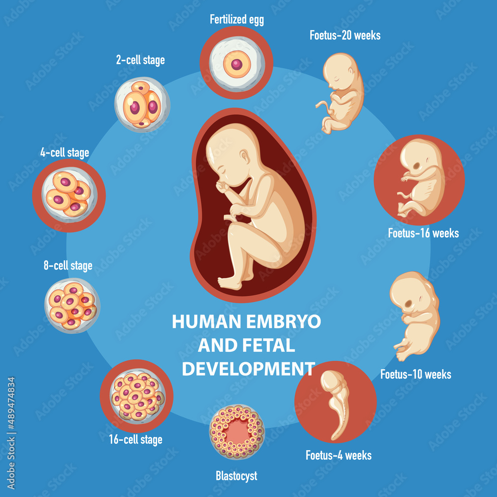 Human embryonic development infographic Stock Vector | Adobe Stock