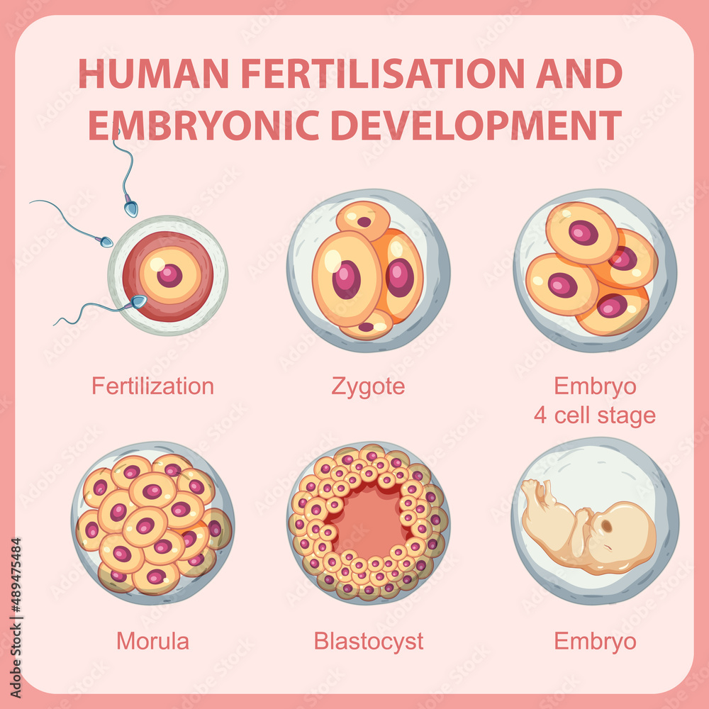 Human Fertilisation Embryonic Development In Human Infographic Stock Human Fertilisation Embryonic Development In Human Infographic Stock