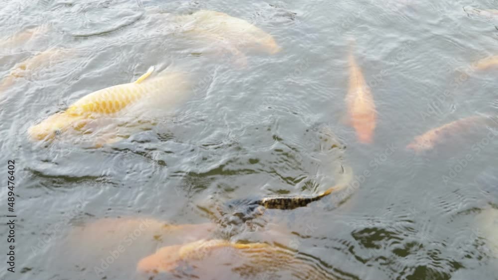 Beautiful tilapia cultivation, Tilapia fish farming pond. Tilapia ...