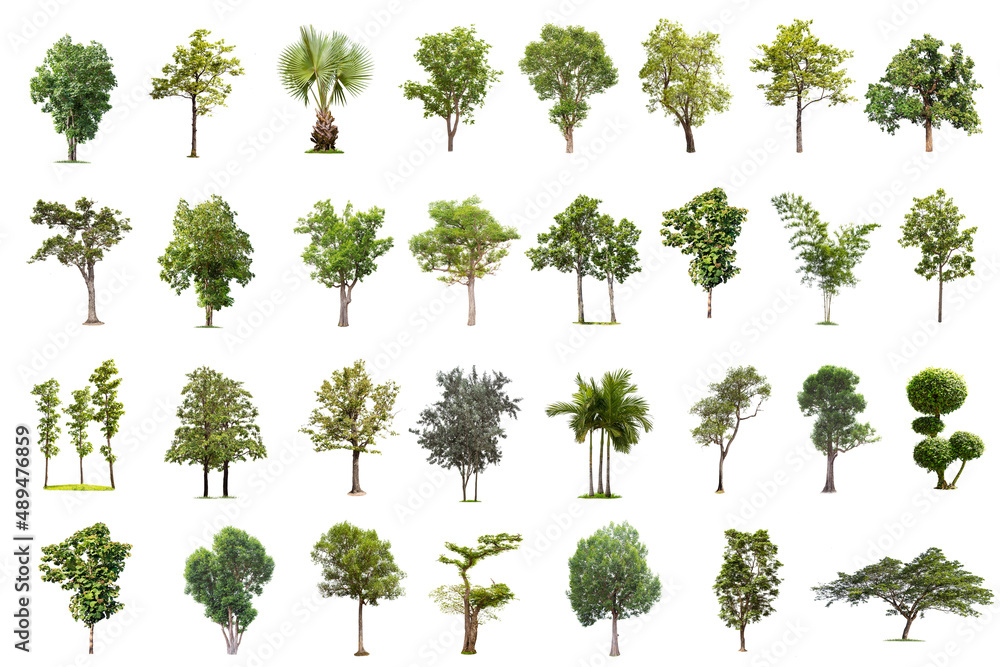 Isolated tree on white background, collection of trees. Collection of ...