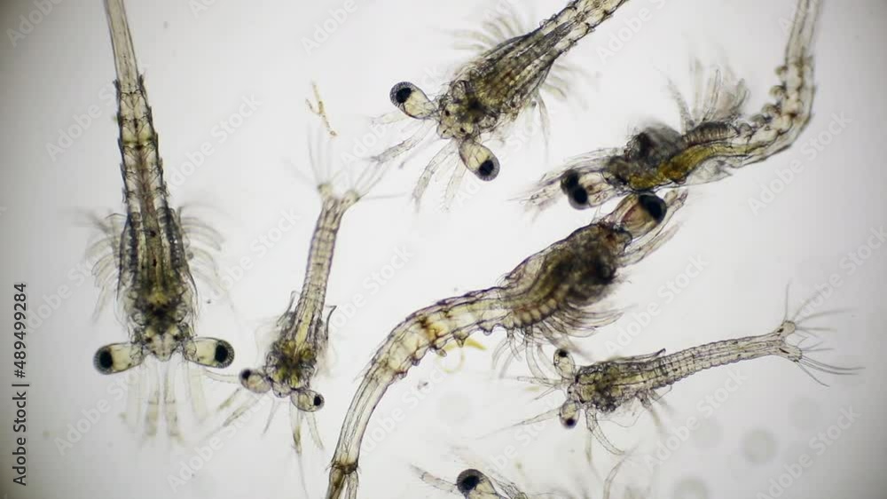 Shrimp larvae under a microscope. Mysis stage and zoea stage of white ...
