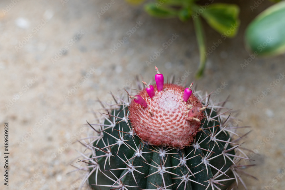 Melocactus, melon cactus, or Turk's cap cactus, is a genus of cactus ...