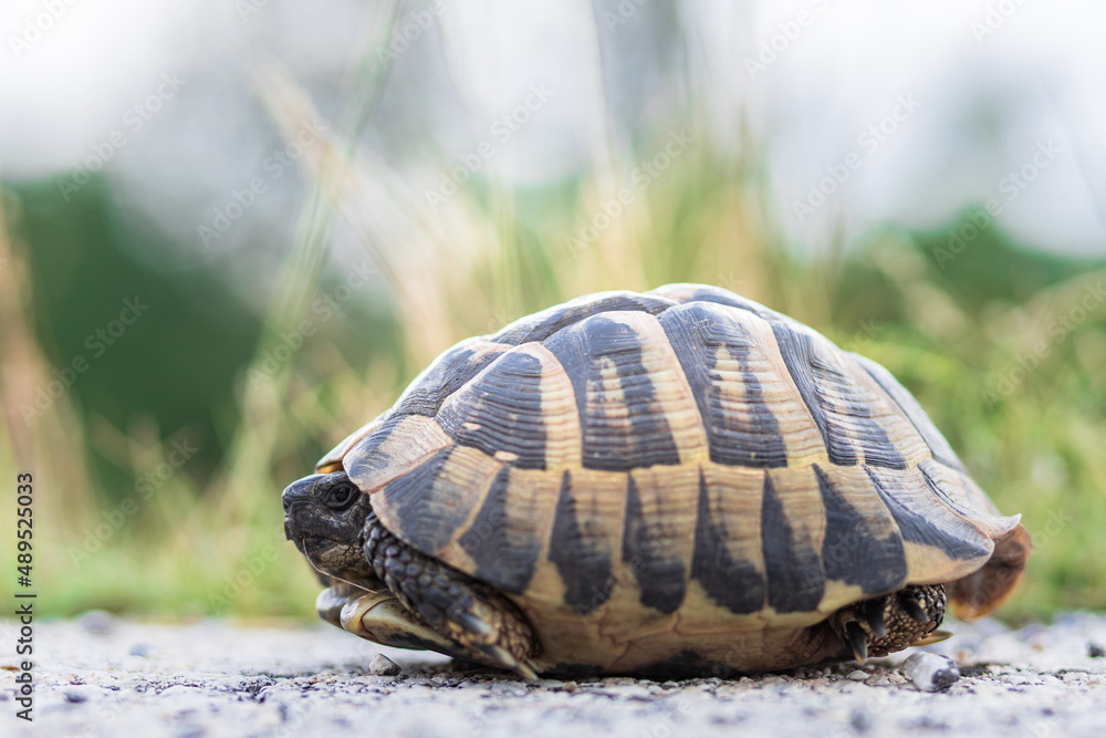 Tawny tortoise, also called Greek tortoise. It lives in bushes, meadows ...