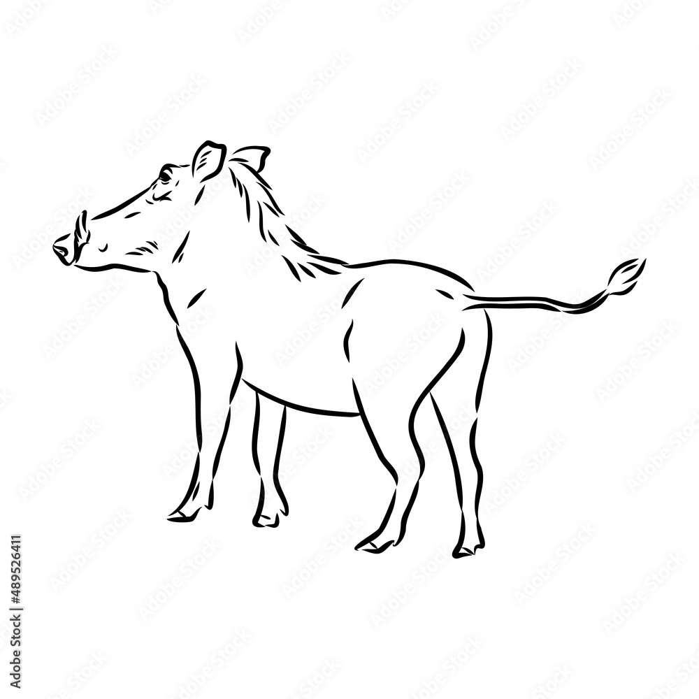 Black and white vector line drawing of a Warthog Stock Vector | Adobe Stock