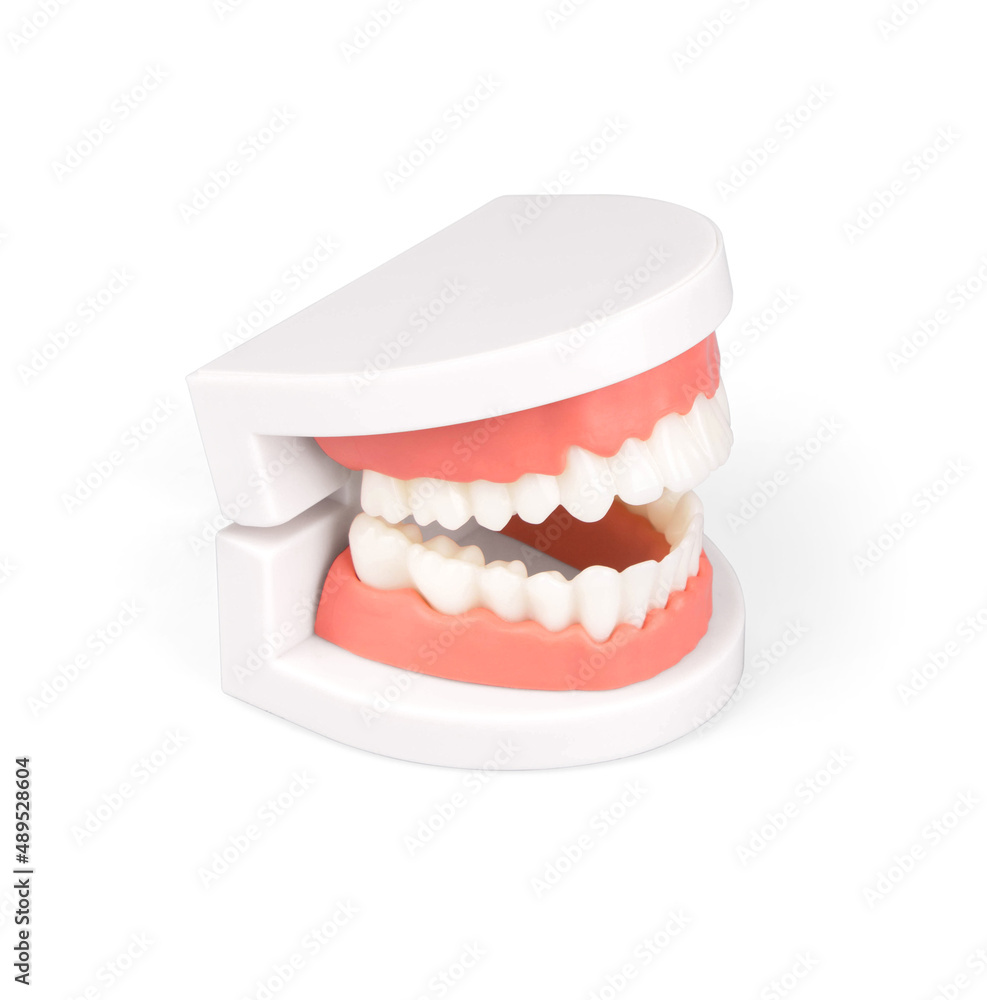 dental model isolated on white background Stock Photo | Adobe Stock