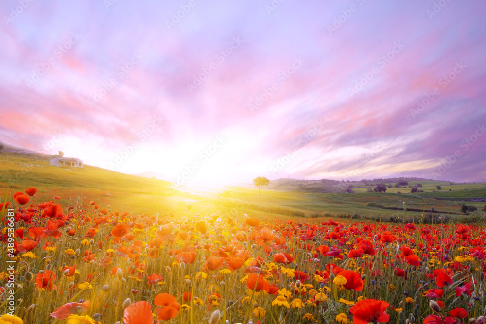 Bright sunrise in the poppy field. Red poppies in the light of the ...