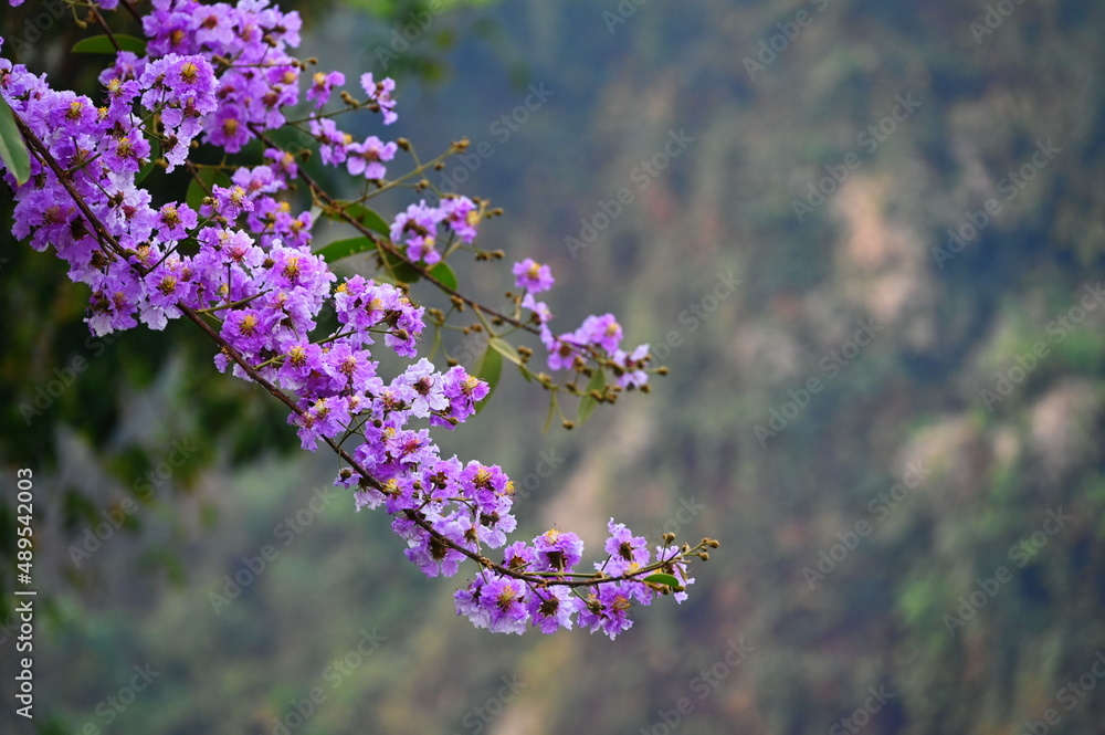 Fresh purple flower on blurred natural background called Inthanin ...