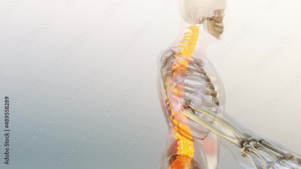 Spinal Cord Vertebral Column Cervical Vertebrae of Human Skeleton ...
