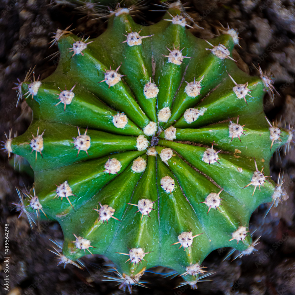 flor, naturaleza, hojas, cactacea, flora, primavera, verano, hojas ...