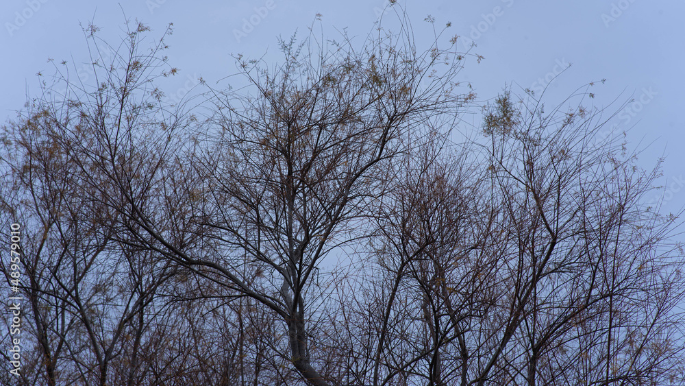 Ramas de árboles Stock Photo | Adobe Stock