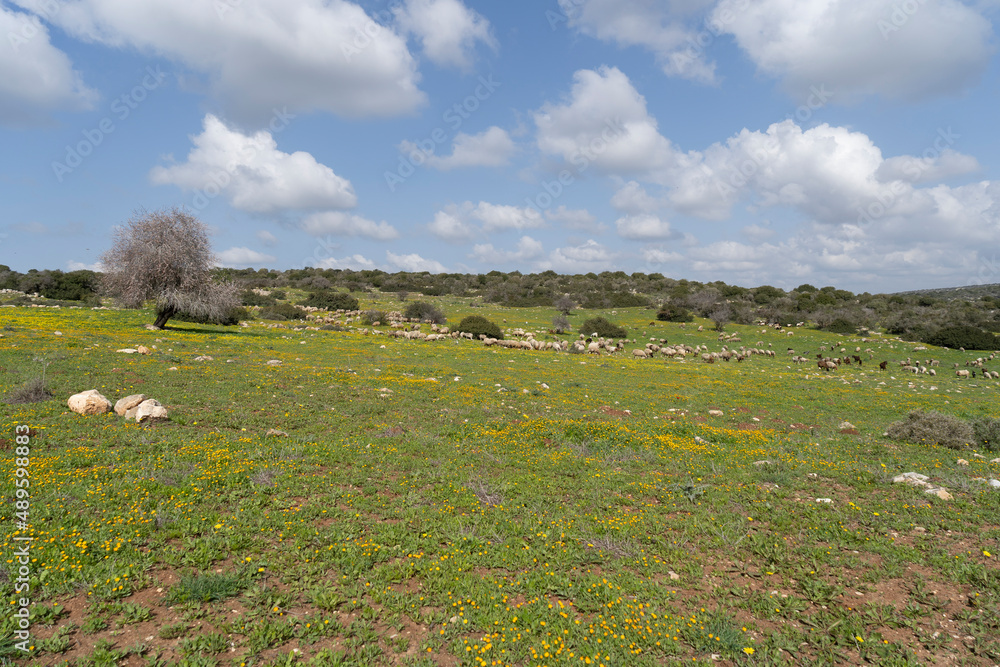 Biblical landscape in the Land of Israel Green nature, yellow and ...