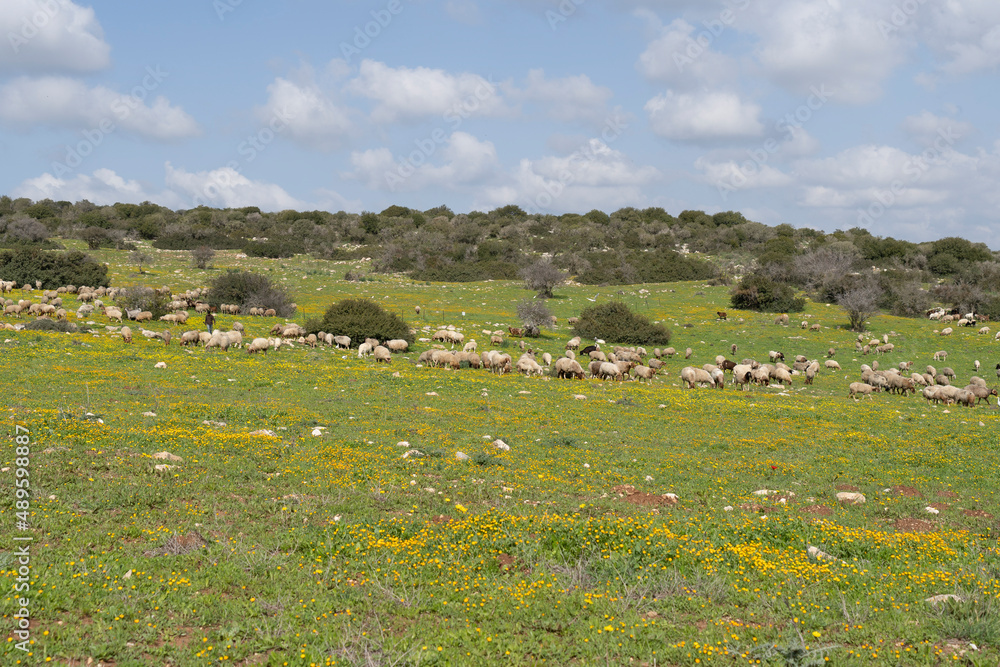 Biblical landscape in the Land of Israel Green nature, yellow and ...