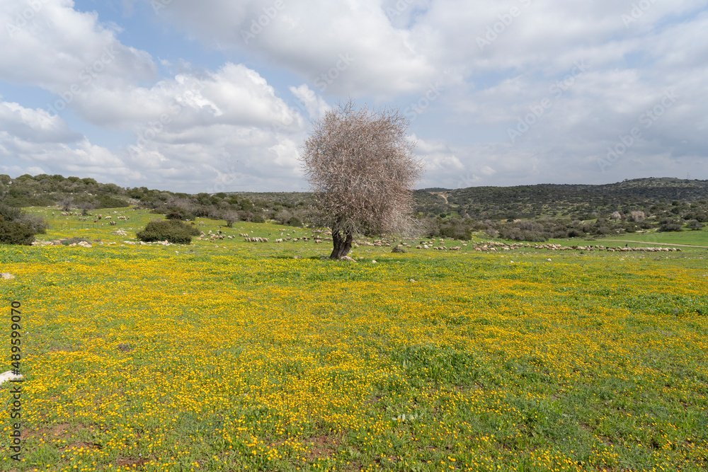 Biblical landscape in the Land of Israel Green nature, yellow and ...