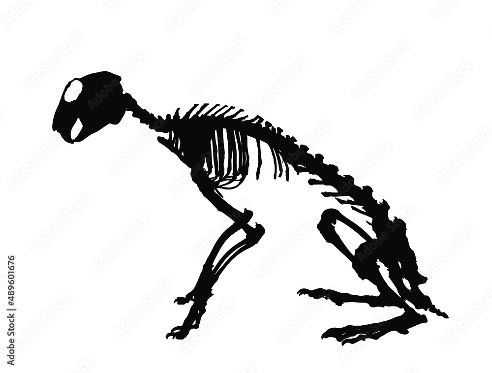 Rabbit skeleton vector silhouette illustration isolated on white ...
