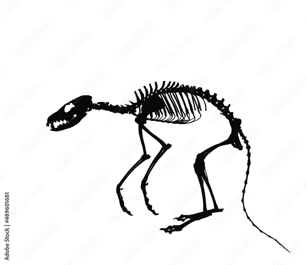 Fox skeleton vector silhouette illustration isolated on white ...