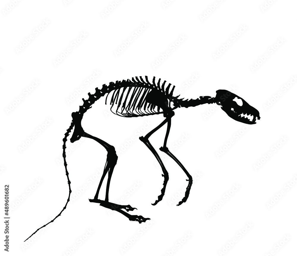 Fox skeleton vector silhouette illustration isolated on white ...