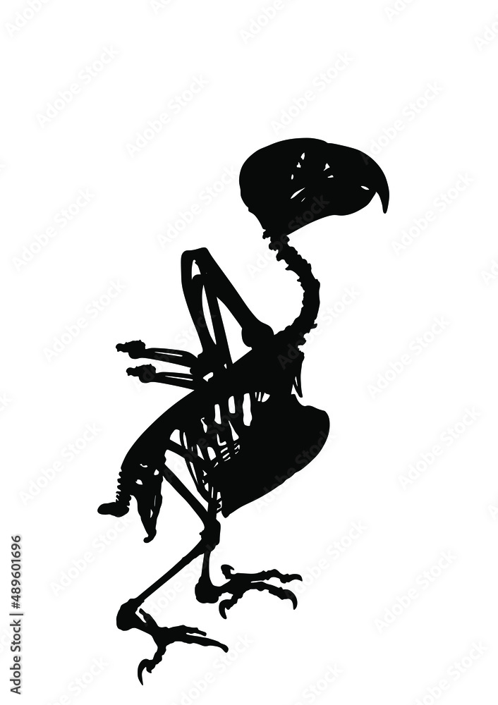 African Grey Parrot skeleton vector silhouette illustration isolated on ...