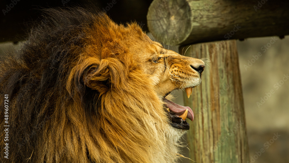 perfil de los colmillos y la melena del Feroz de León en el zoológico ...