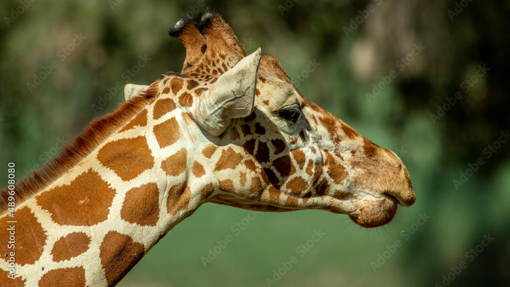 Jirafa de perfil comiendo Zoológico Guadalajara Jalisco México Stock ...