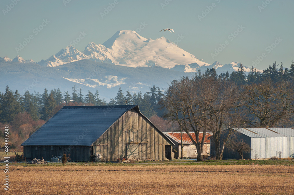 Historic Wooden Barn With Mt. Baker and Trumpeter Swans in the ...