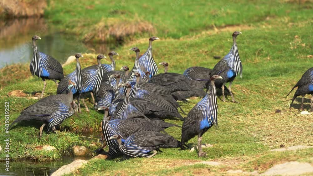 Vulturine Guineafowl - Acryllium vulturinum the largest extant species of guineafowl. Big ground ...