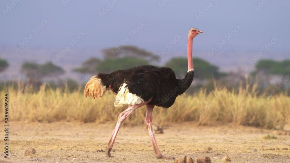 Common Ostrich - Struthio camelus is a species of flightless bird ...