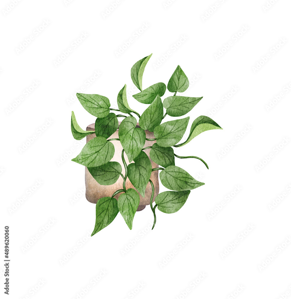 Hand painted watercolor pothos houseplant. Potted hanging plant ...