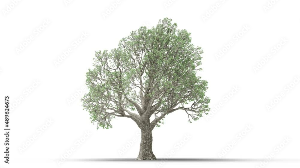 Video Stock Growing trees on a white background 3D animation growth ...