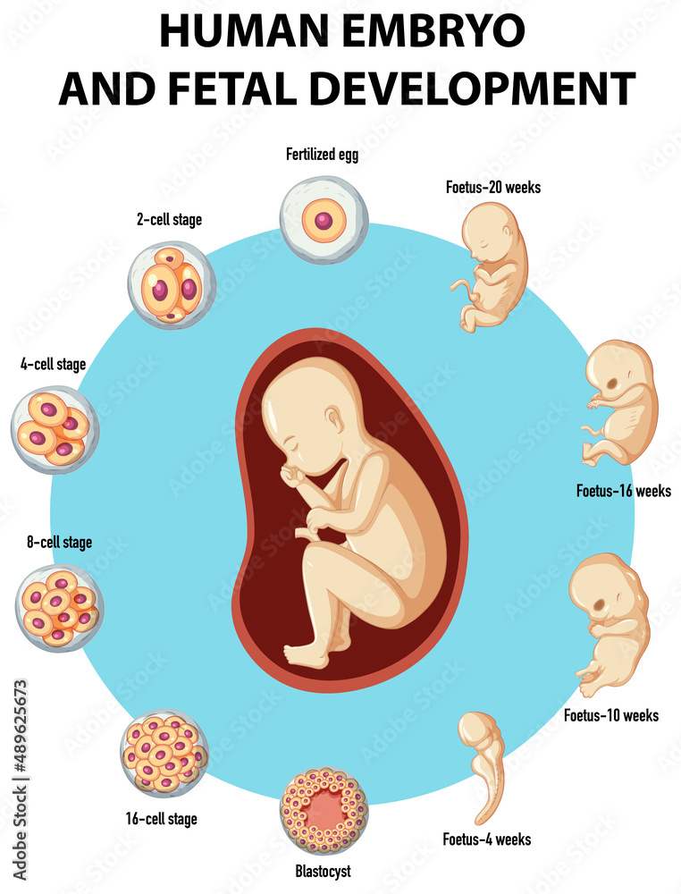 Human embryo and fetal development infographic Stock Vector | Adobe Stock